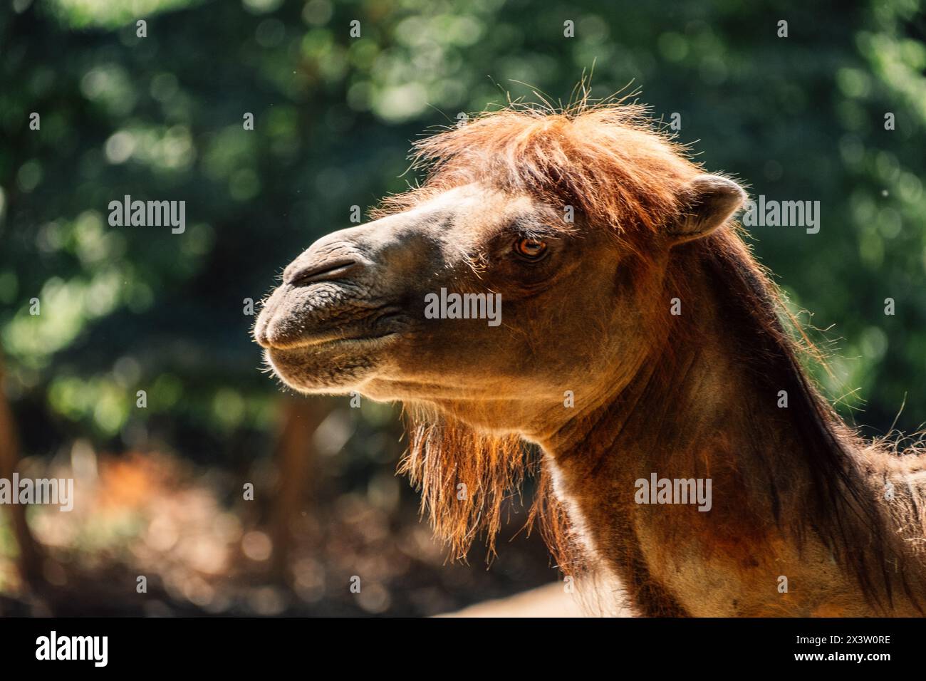 camel with a distinctive red mane is highlighted by gentle play of ...