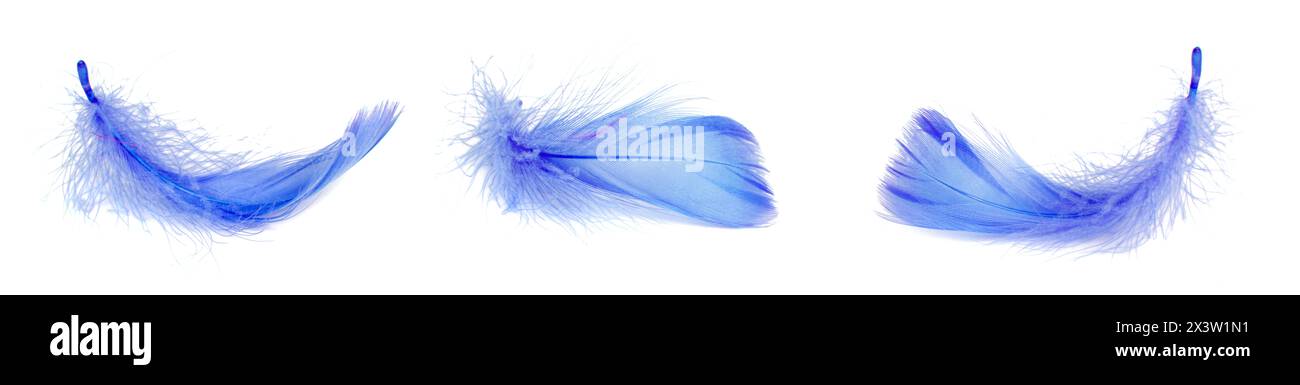 Feathers closeup purple Cut Out Stock Images & Pictures - Alamy