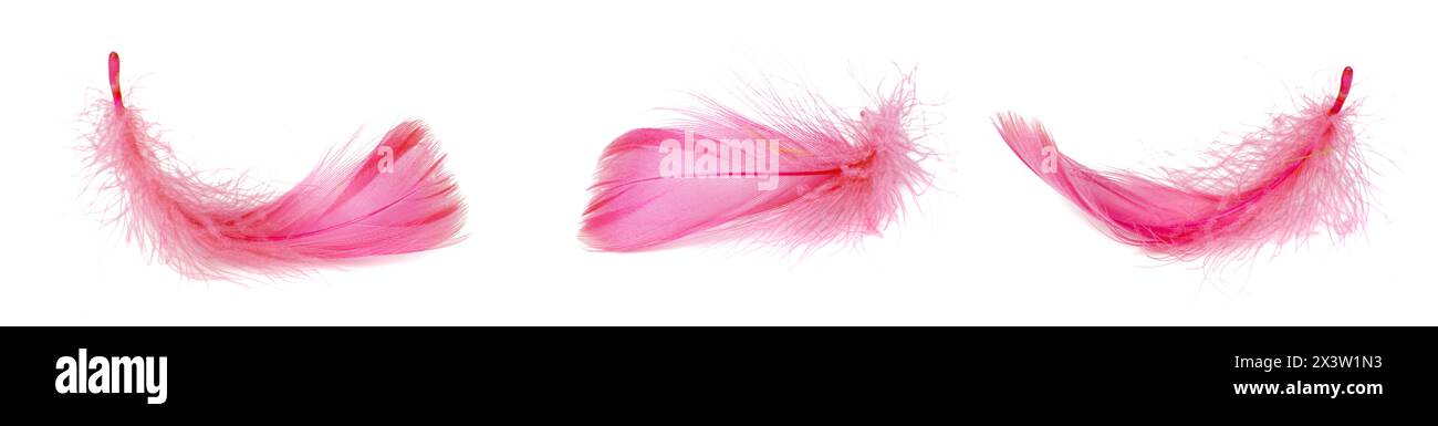 Feathers closeup purple Cut Out Stock Images & Pictures - Alamy