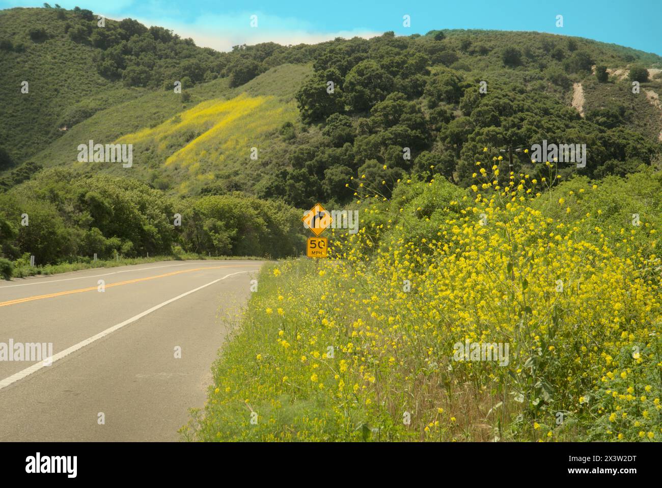 Colorful spring, wildflowers and nature in fill bloom. California route ...