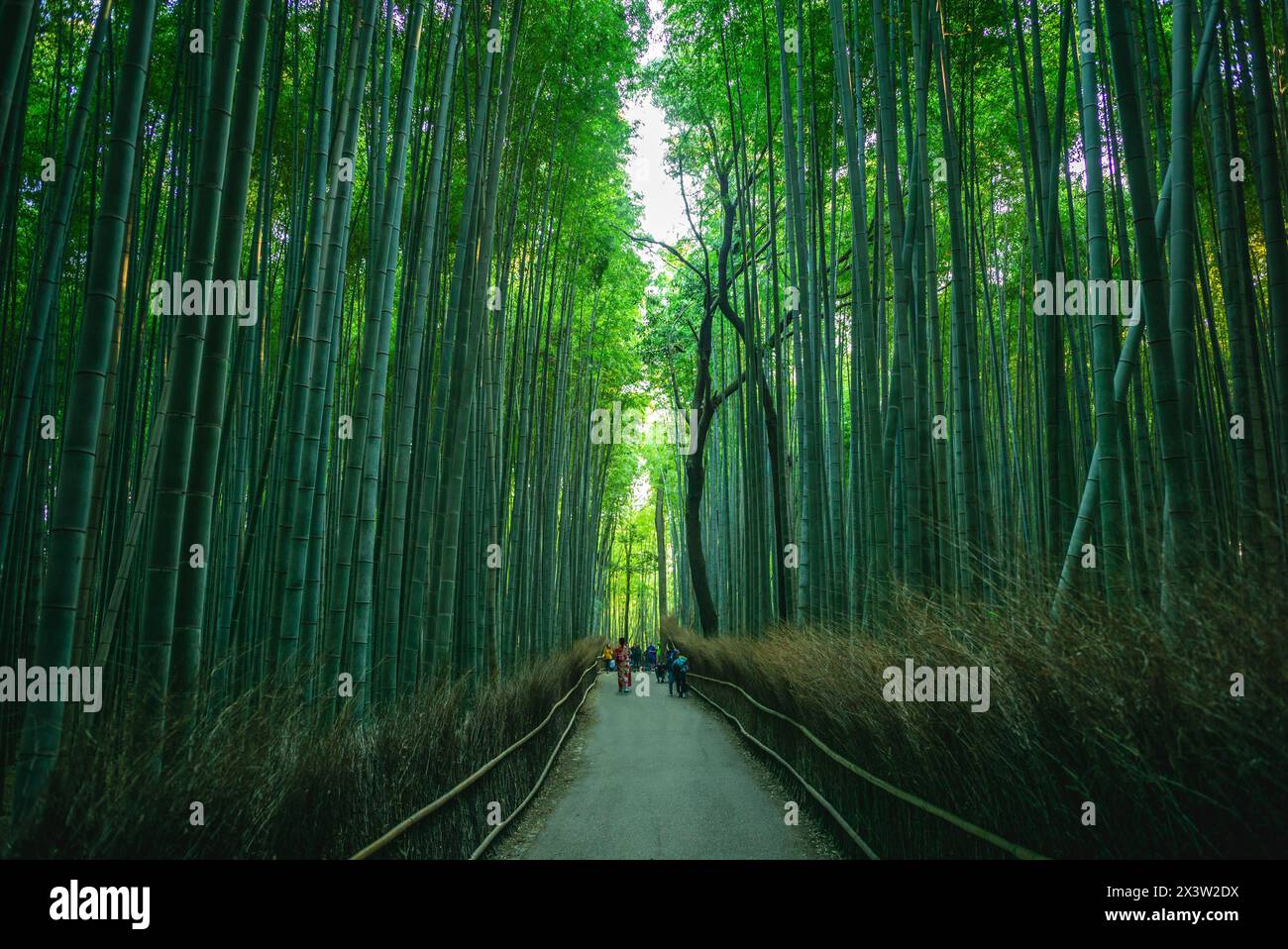 Arashiyama Bamboo Groove Or Sagano Bamboo Forest Located In Arashiyama Kyoto Japan Stock