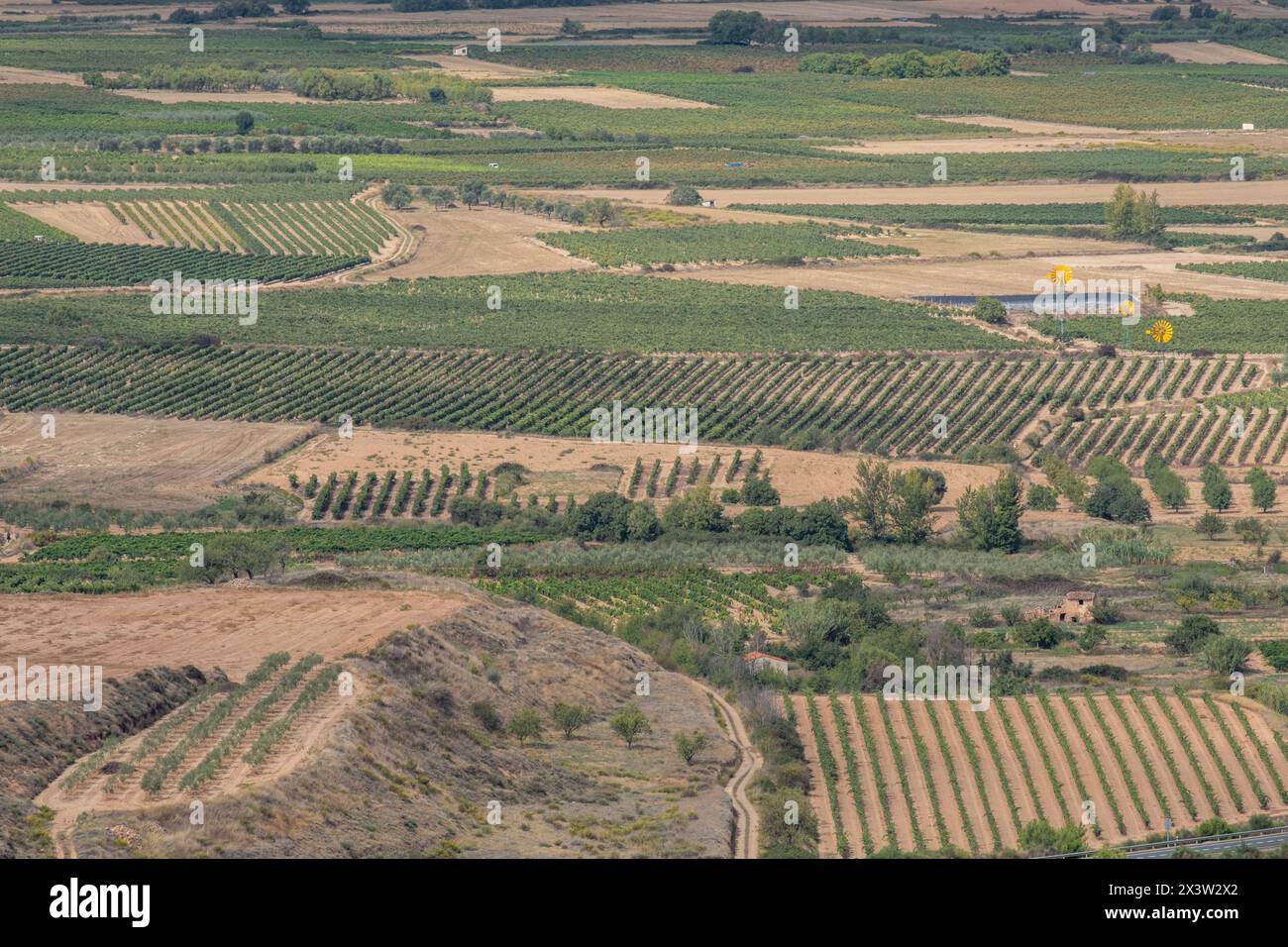 Cultivo de uva de vino hi-res stock photography and images - Alamy