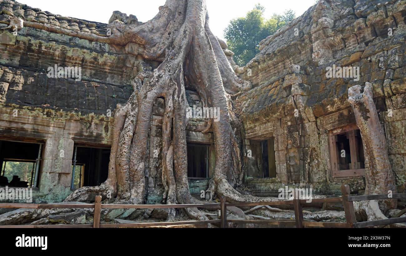 Ta Prohm Temple in Angkor Wat with huge trree roots Stock Photo - Alamy