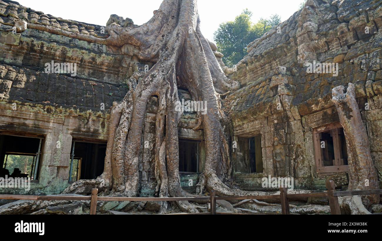 Ta Prohm Temple in Angkor Wat with huge trree roots Stock Photo - Alamy