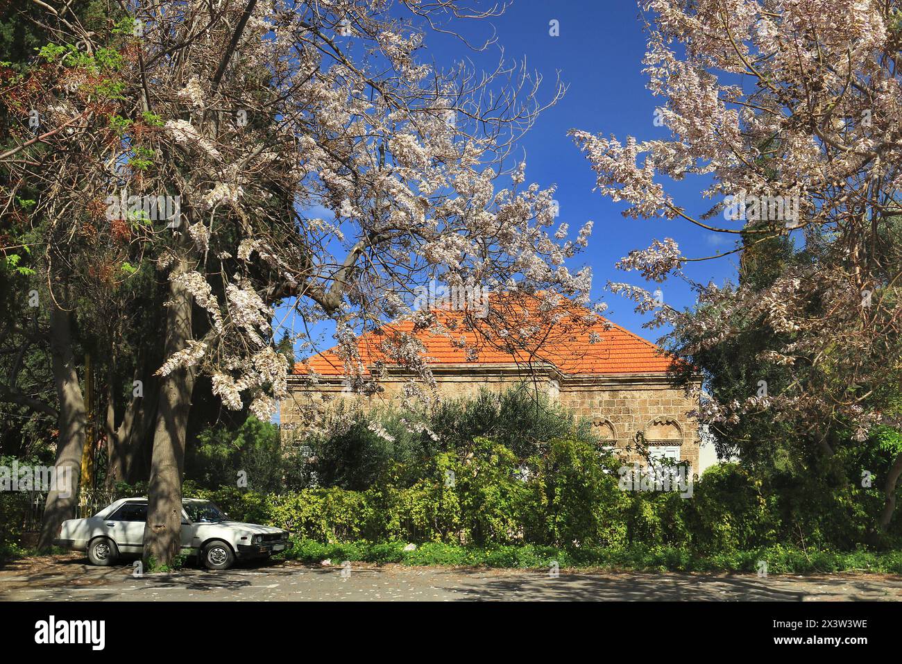 A traditional Lebanese house with a flowering tree and a vintage car in ...