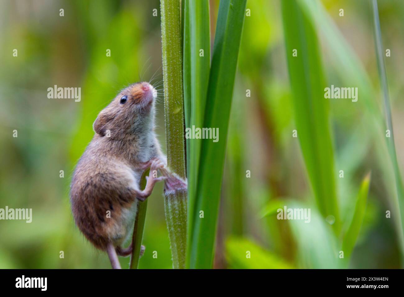 EDITORIAL USE ONLY Over 150 harvest mice are reintroduced to Perivale ...