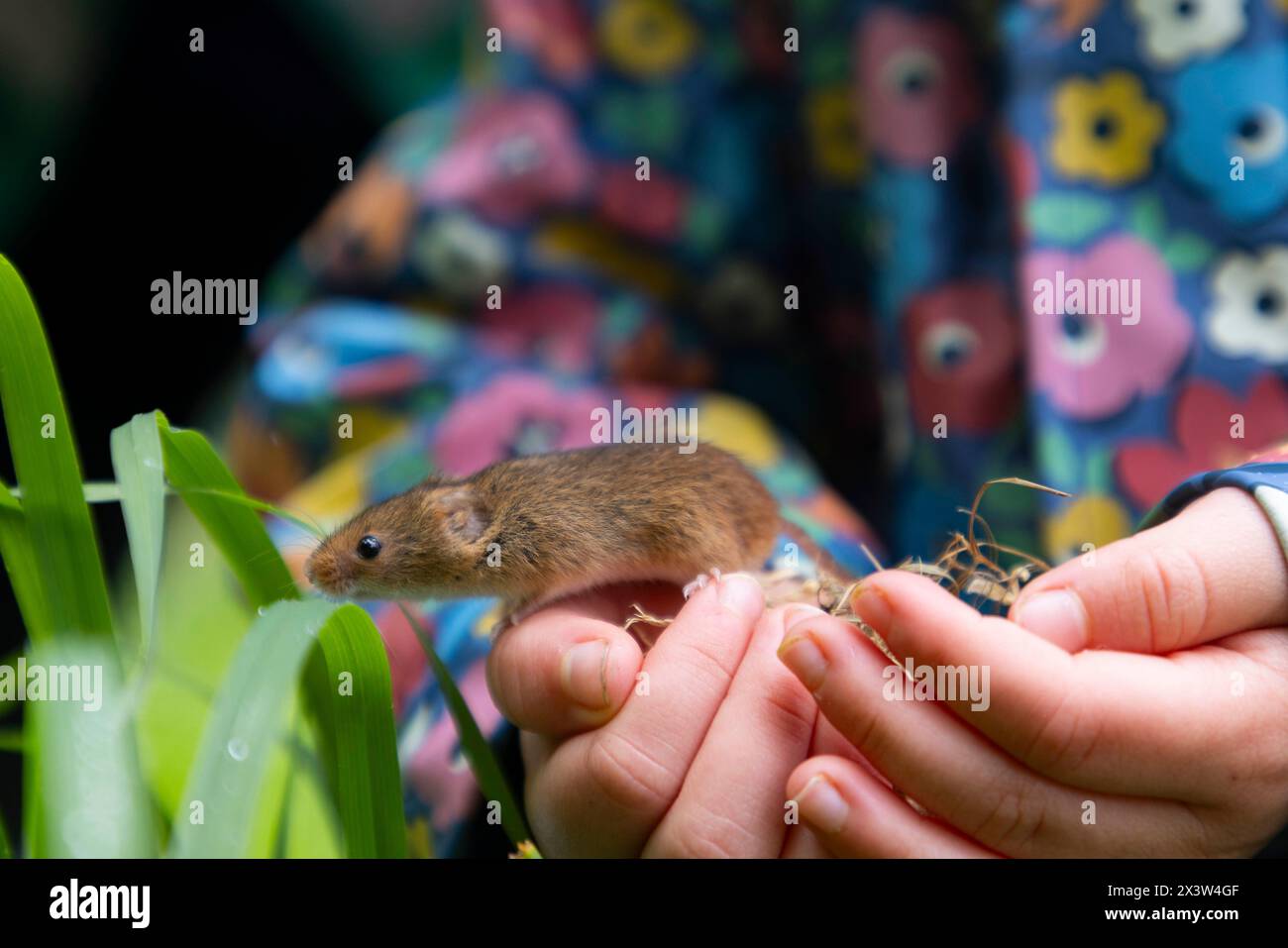 EDITORIAL USE ONLY Over 150 harvest mice are reintroduced to Perivale ...