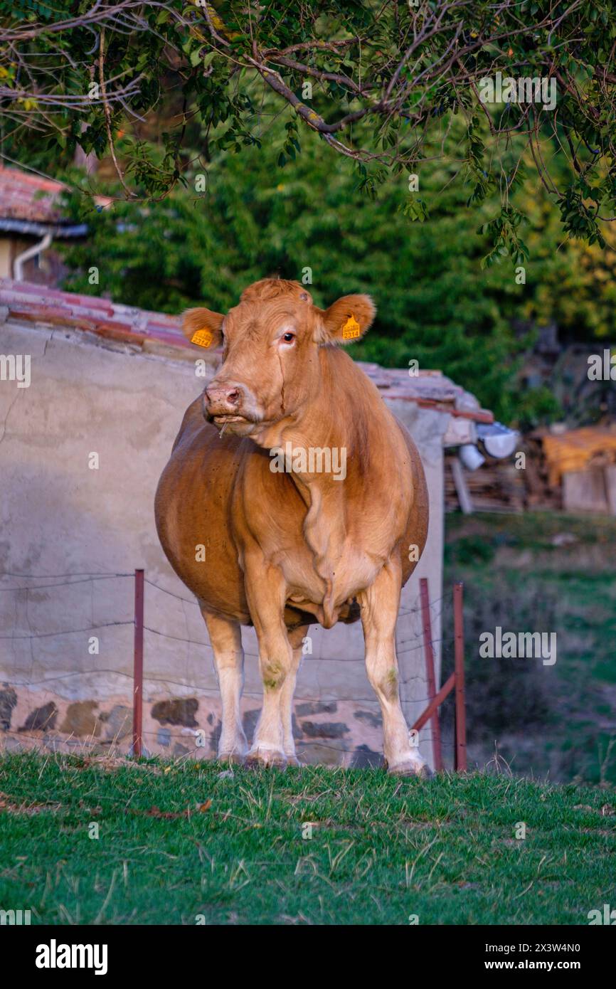 vaca pastando en el pueblo, Navalzaz, La Rioja, Spain Stock Photo - Alamy
