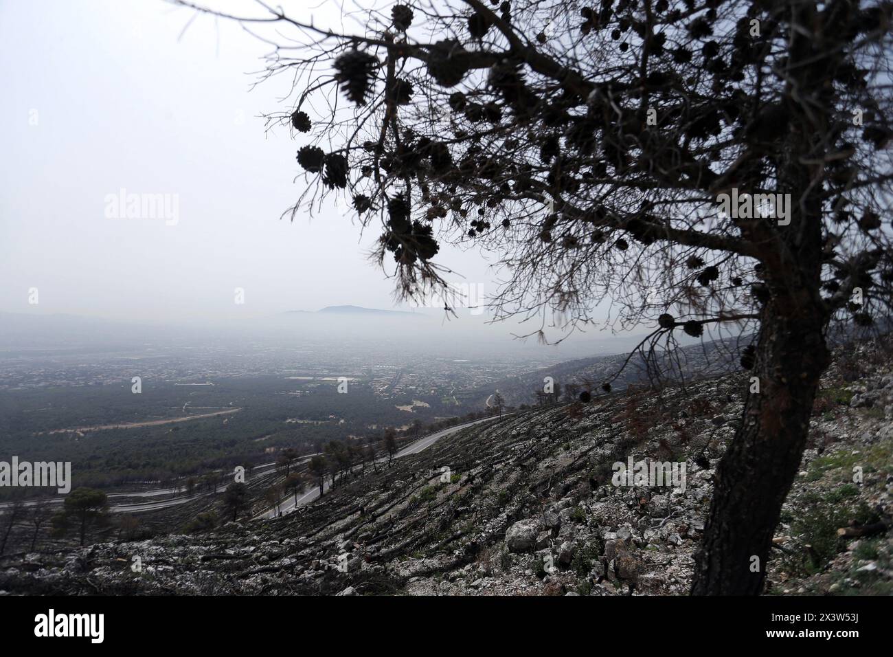 Athens covered with African dust, as seen from the burnt Mount Parnitha ...