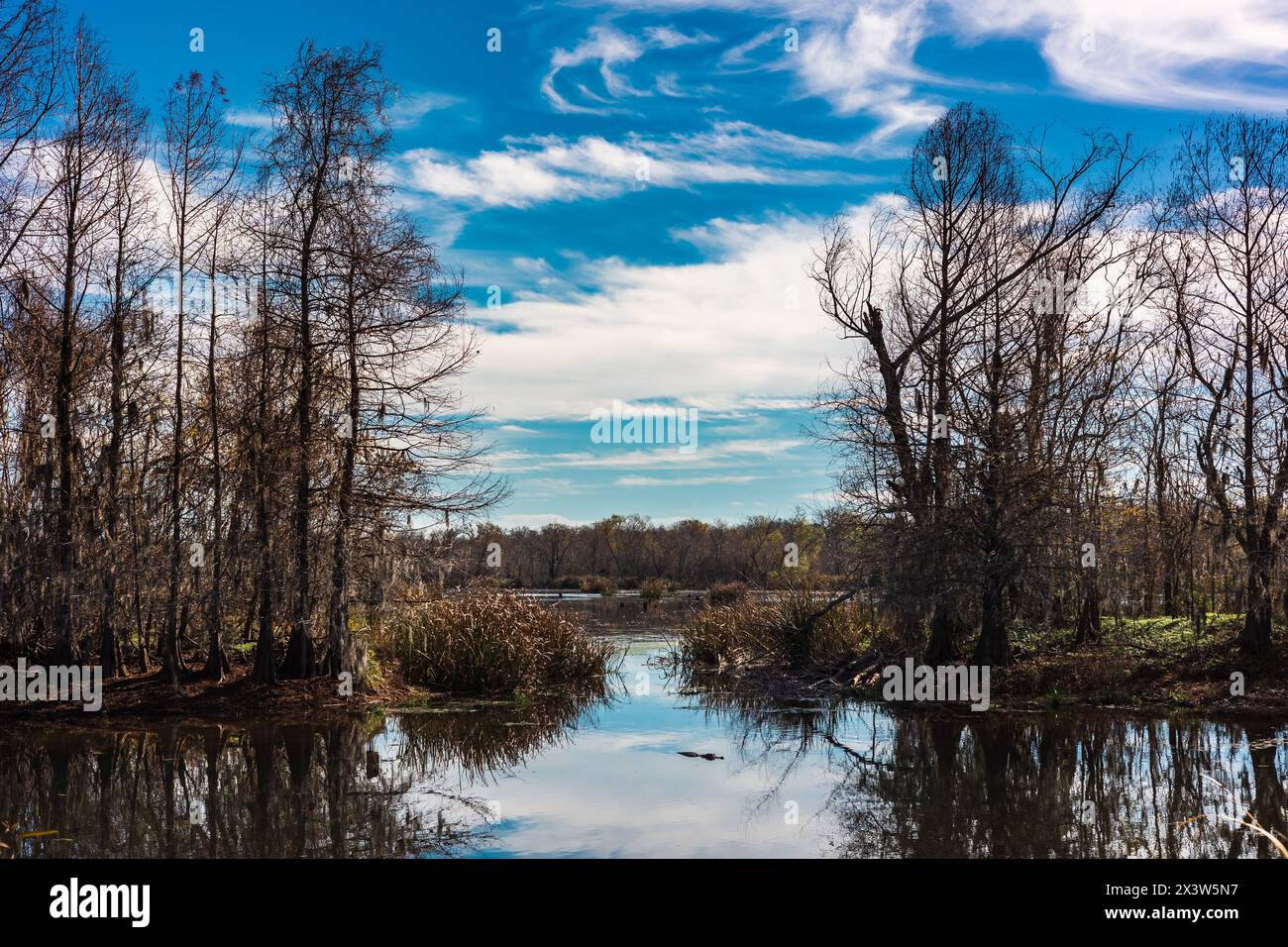 Brazos Bend State Park, Texas, in a beautiful sunny morning Stock Photo ...