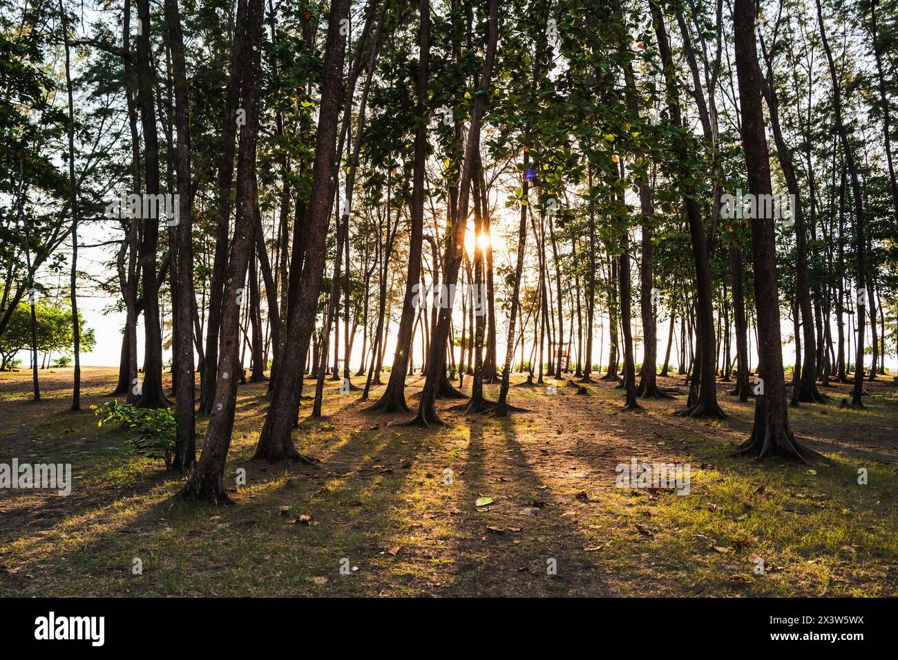 Natural scene of pine forest beside tropical beach with background of ...