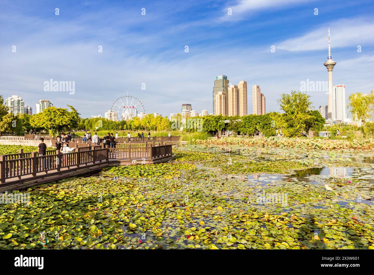 Lily pond in the Shuishang waterpark of Tianjin, China Stock Photo - Alamy