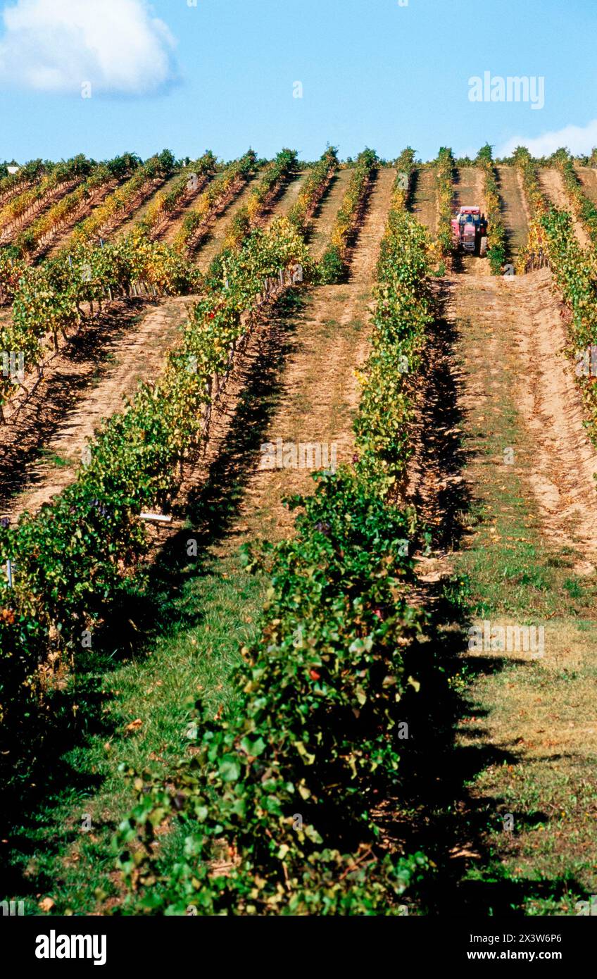 Spraying the vines hi-res stock photography and images - Alamy