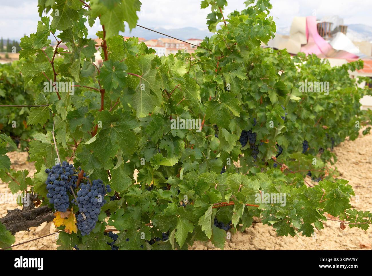 Vineyards, Ciudad del Vino, Bodegas Herederos de Marques de Riscal ...