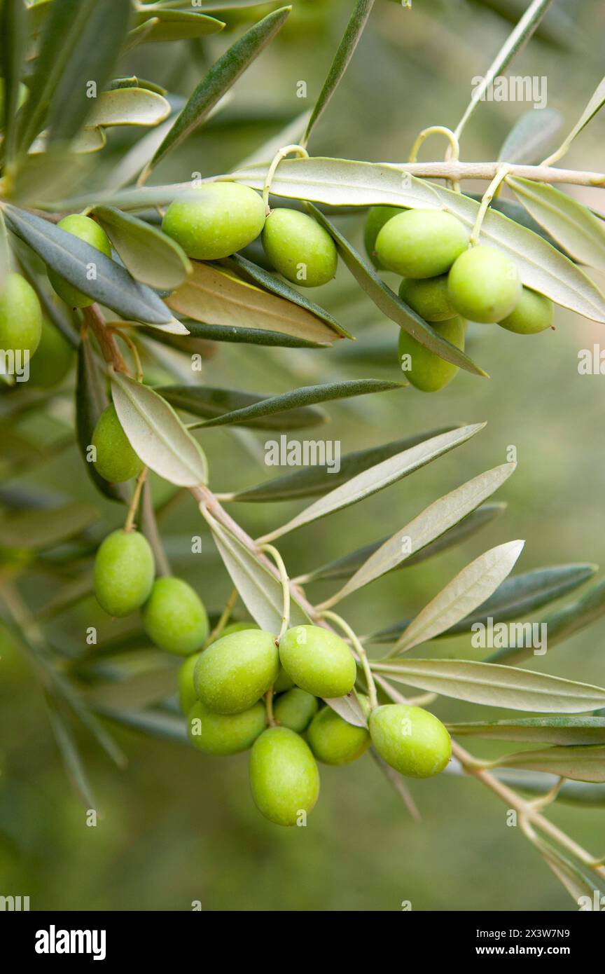 Olive tree plantations green fields hi-res stock photography and images ...