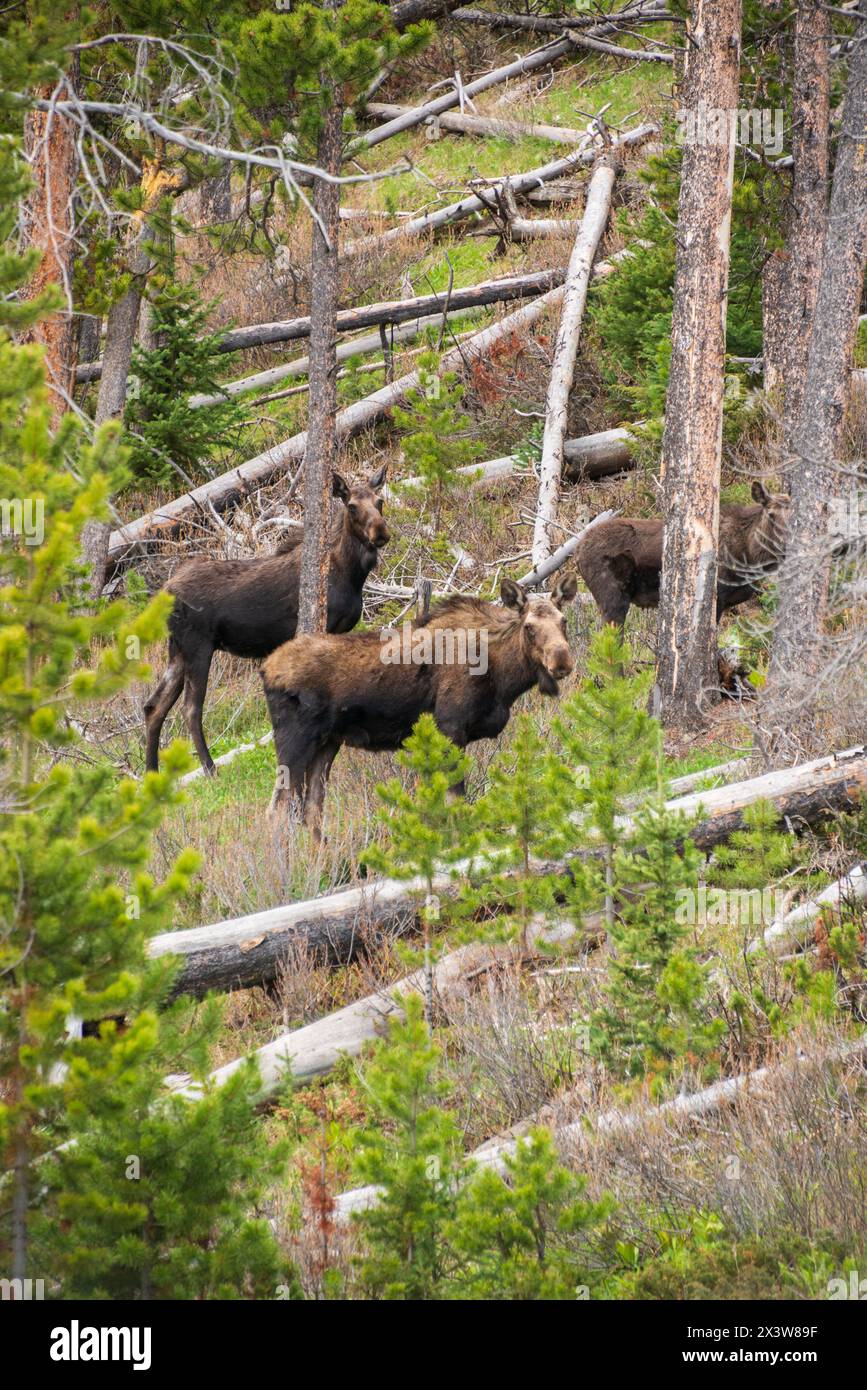 Two Large Moose at The Wind River Range, Mountain range in Wyoming, USA ...