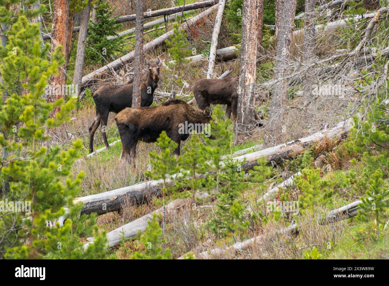 Two Large Moose at The Wind River Range, Mountain range in Wyoming, USA ...