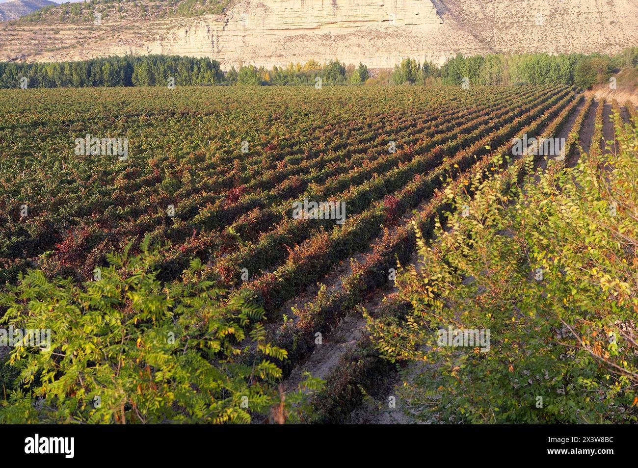 Fuenmayor hi-res stock photography and images - Alamy
