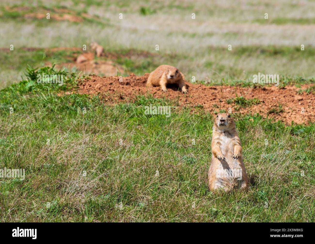 Prairie Dogs at Devils Tower National Monument, Butte in Wyoming, USA ...