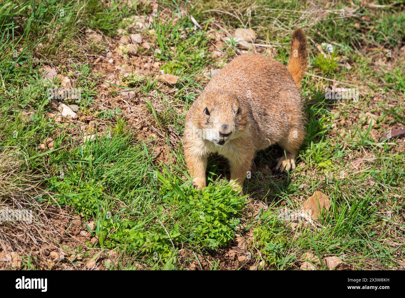 Prairie Dogs at Devils Tower National Monument, Butte in Wyoming, USA ...