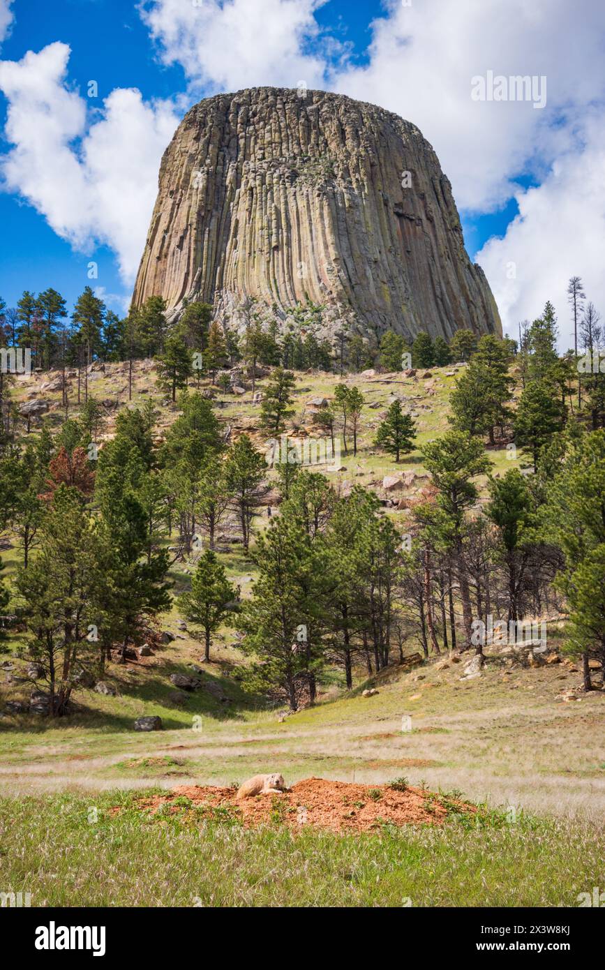 Prairie Dog Town infront of Devils Tower National Monument, Butte in ...
