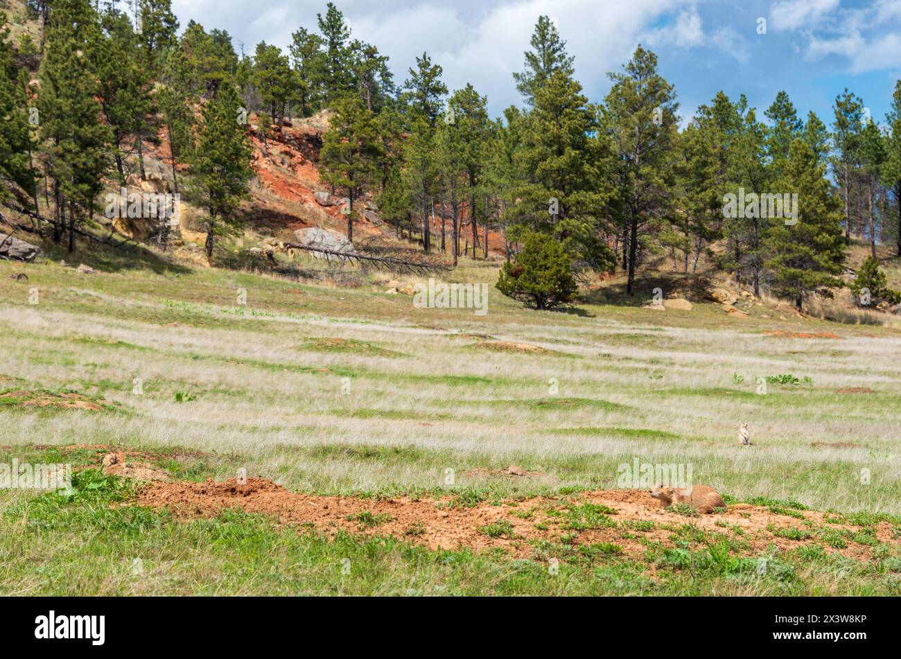Prairie Dogs at Devils Tower National Monument, Butte in Wyoming, USA ...