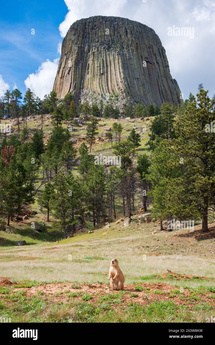 Prairie Dog Town infront of Devils Tower National Monument, Butte in ...