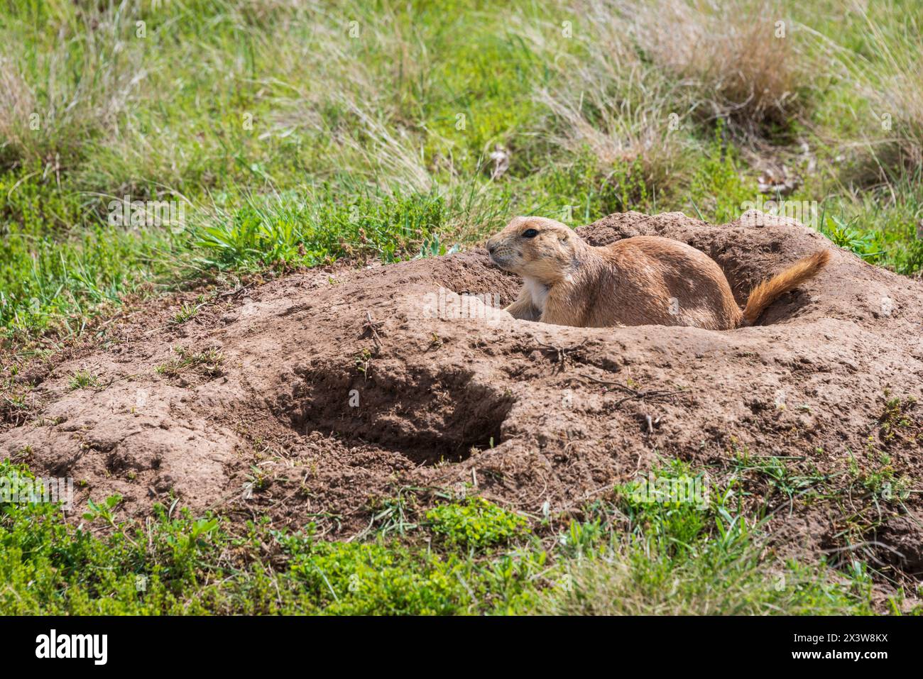 Prairie Dogs at Devils Tower National Monument, Butte in Wyoming, USA ...