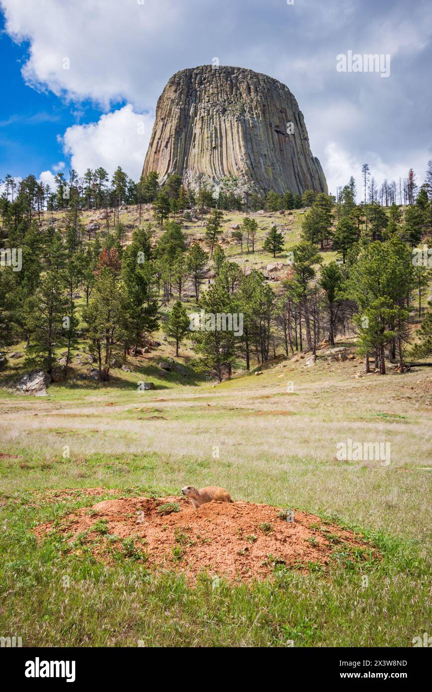 Prairie Dog Town infront of Devils Tower National Monument, Butte in ...
