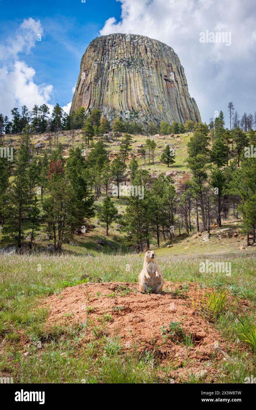 Prairie Dog Town infront of Devils Tower National Monument, Butte in ...