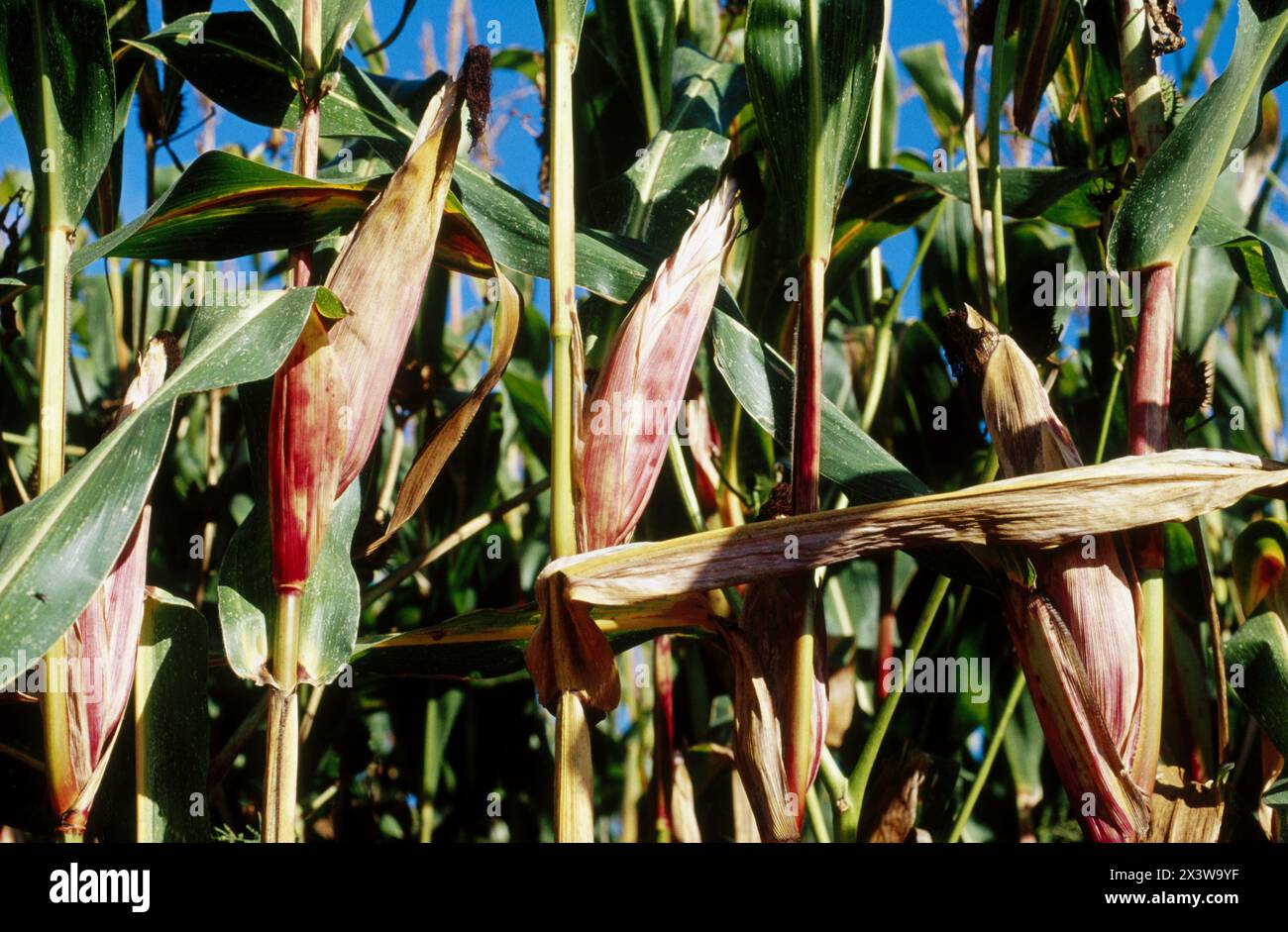 Corncobs spain hi-res stock photography and images - Alamy