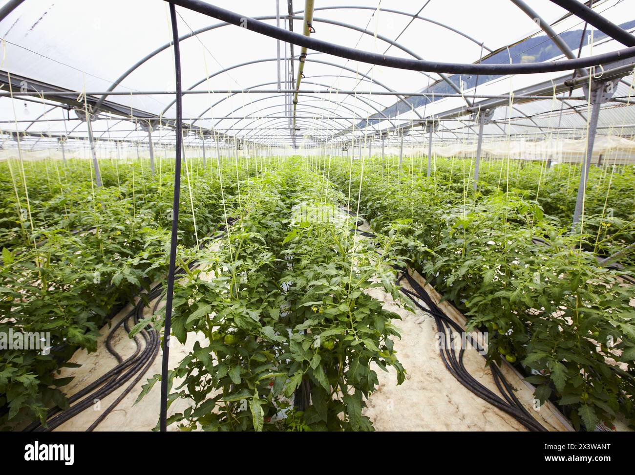 Tomato plants in greenhouse, Nuarbe, Azpeitia, Gipuzkoa, Basque Country ...