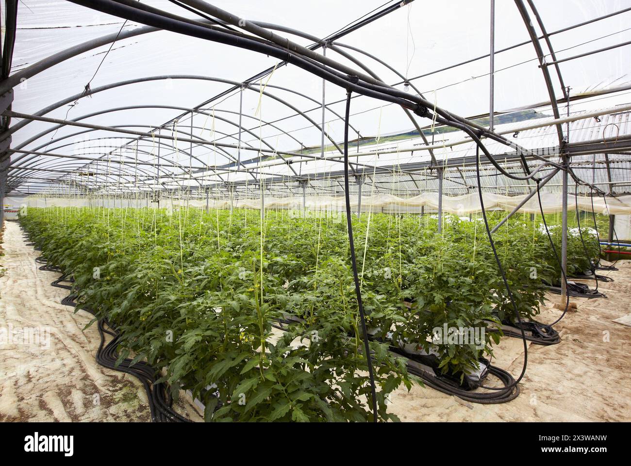 Tomato plants in greenhouse, Nuarbe, Azpeitia, Gipuzkoa, Basque Country ...