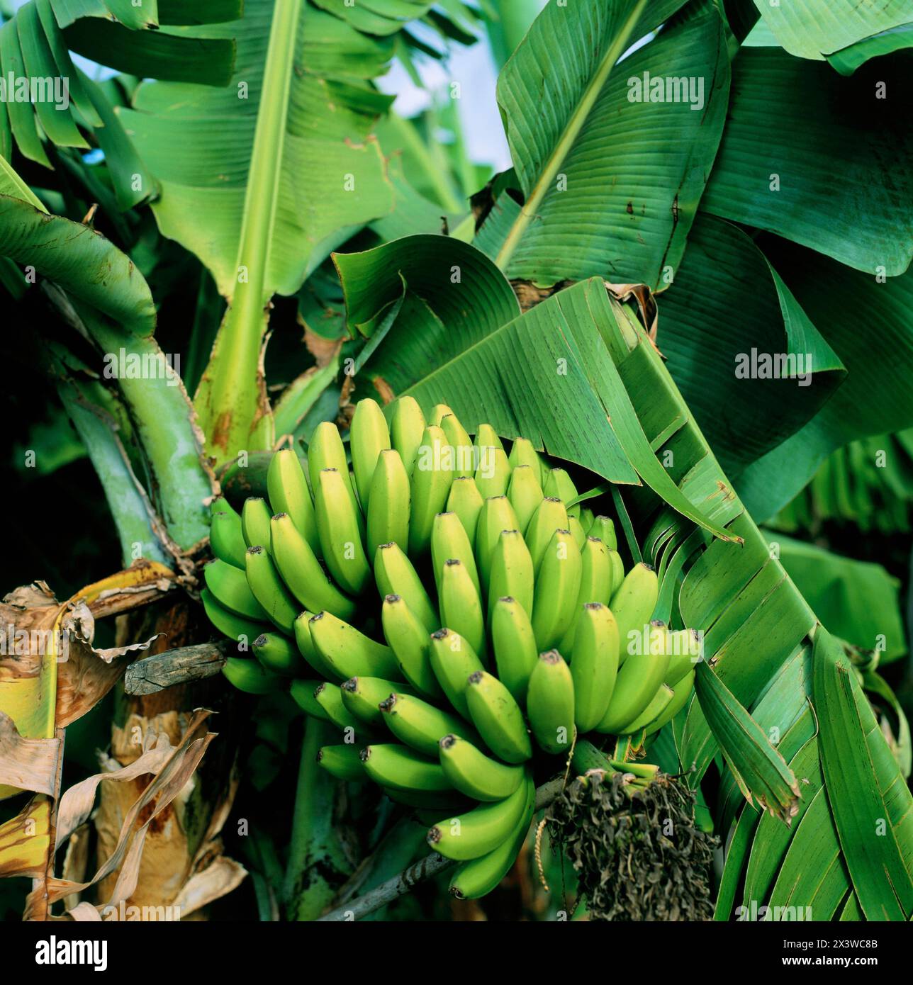 Banana plantation. Camara de Lobos. Madeira island. Portugal Stock ...