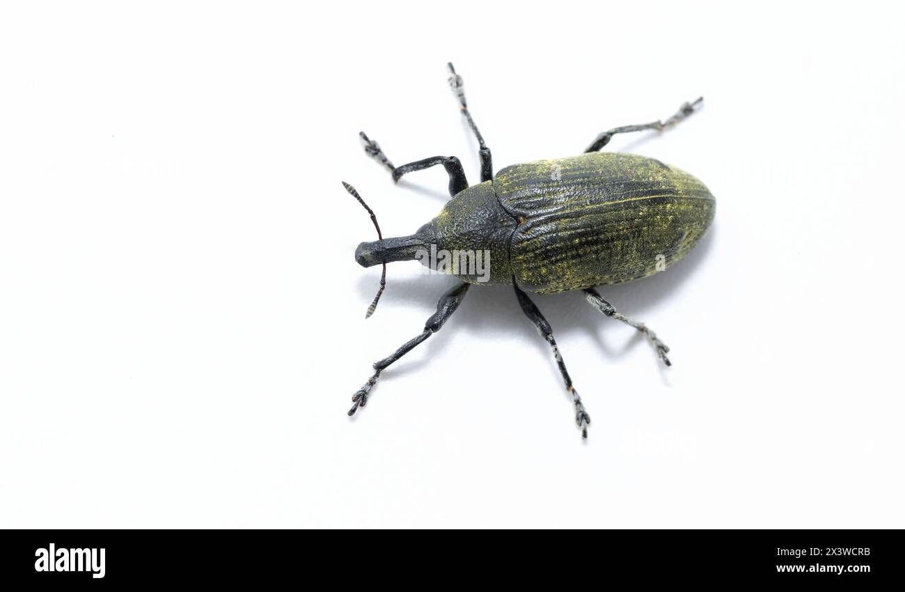 thistle weebil, thistle bud weevil, Larinus planus insect isolated on ...