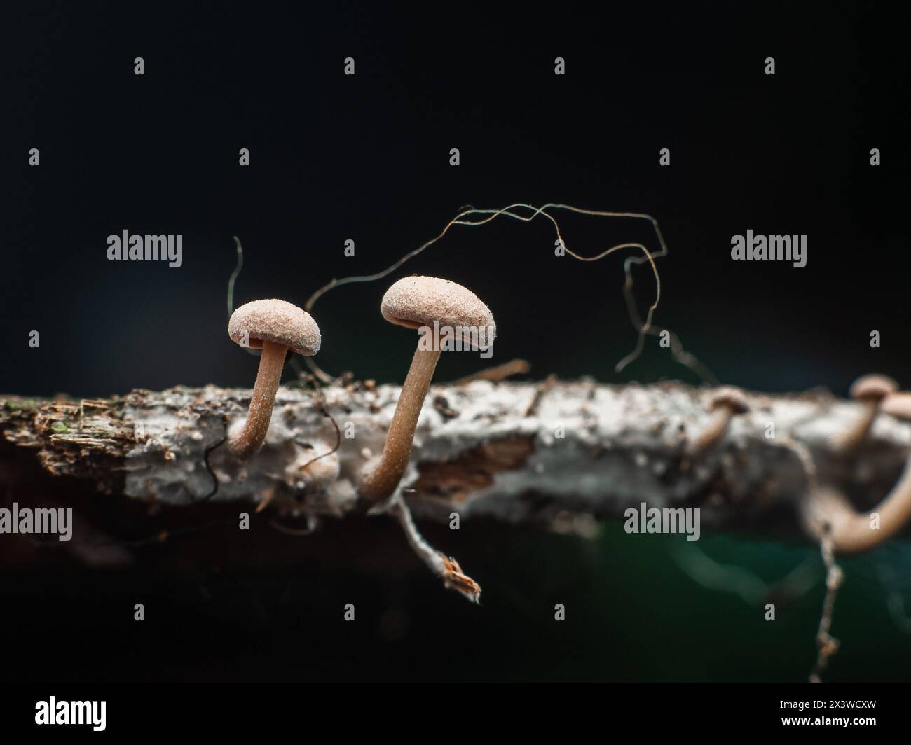 side view of a small mushrooms growing on a decayed wood Stock Photo ...