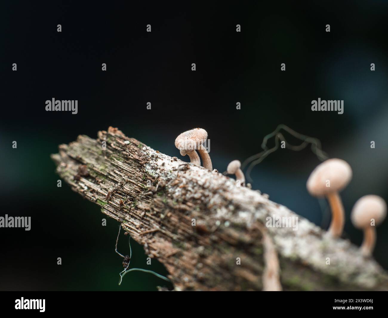 side view of a small mushrooms growing on a decayed wood Stock Photo ...