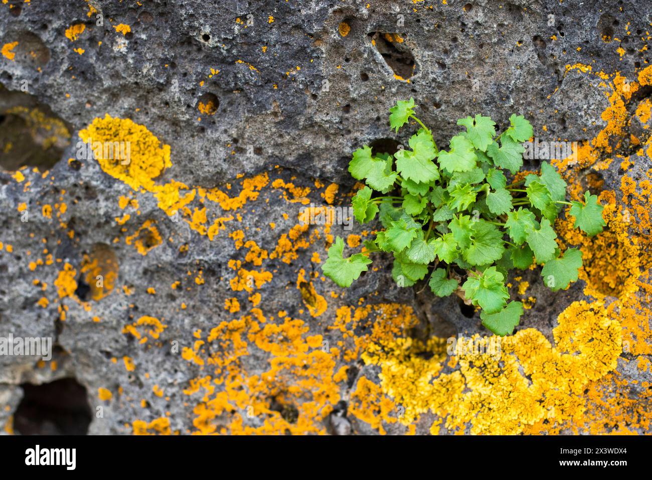 Old rocks and stones in Saro monastry, Georgia Stock Photo - Alamy