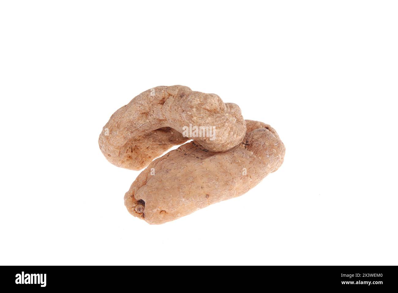 Tianma is isolated on a white background, with Chinese herbal medicine ...