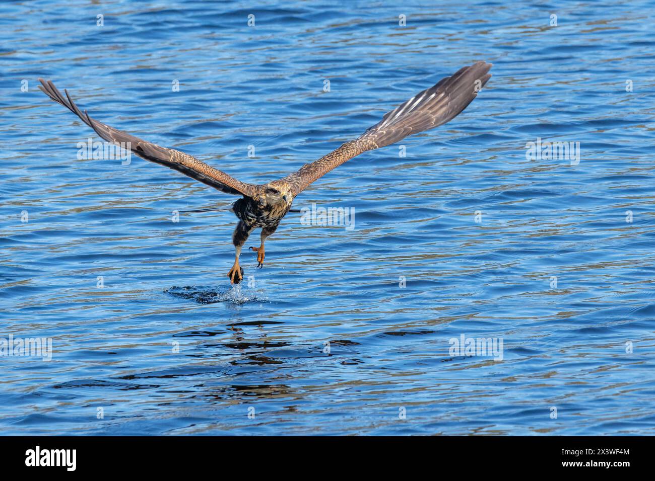 Snail kite (Rostrhamus sociabilis) diving in water and catching apple ...