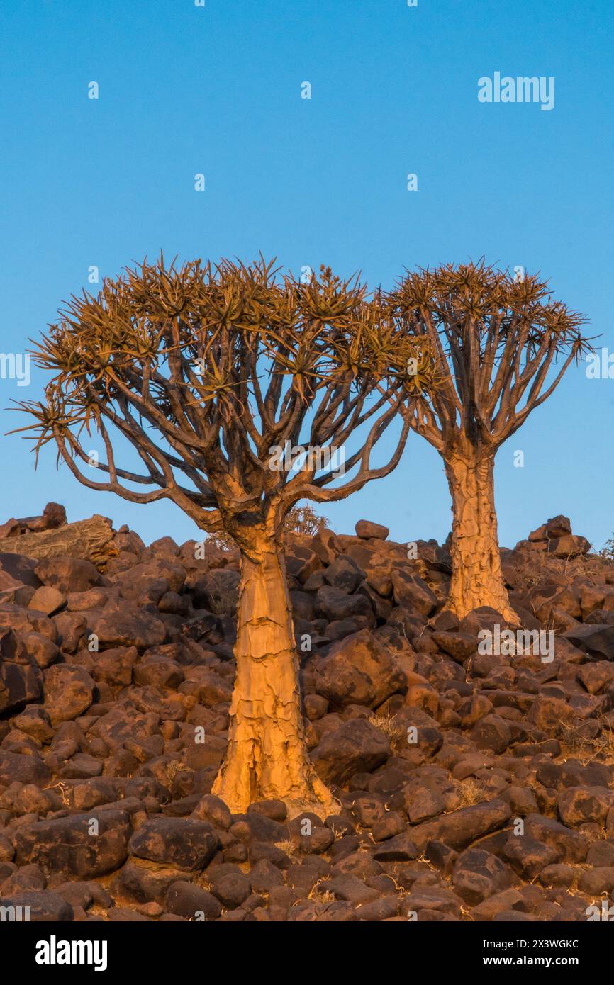 Quiver trees in tree hi-res stock photography and images - Alamy