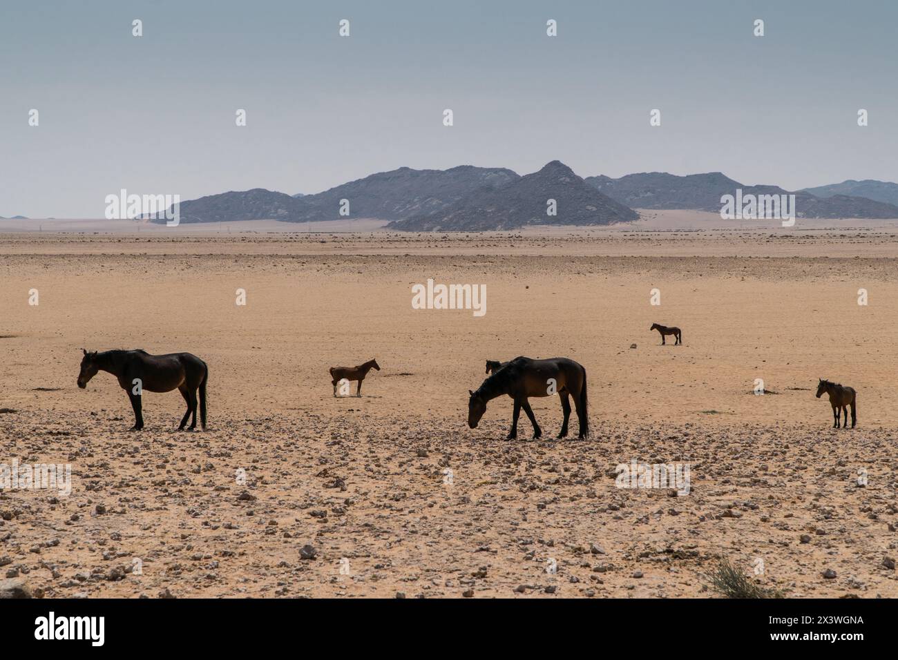Wild horses of Garub, Namibia Stock Photo - Alamy