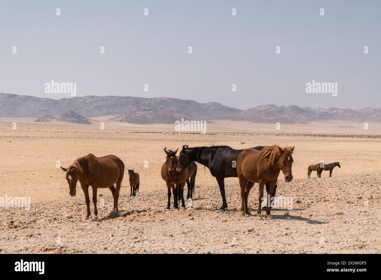 Wild horses of Garub, Namibia Stock Photo - Alamy