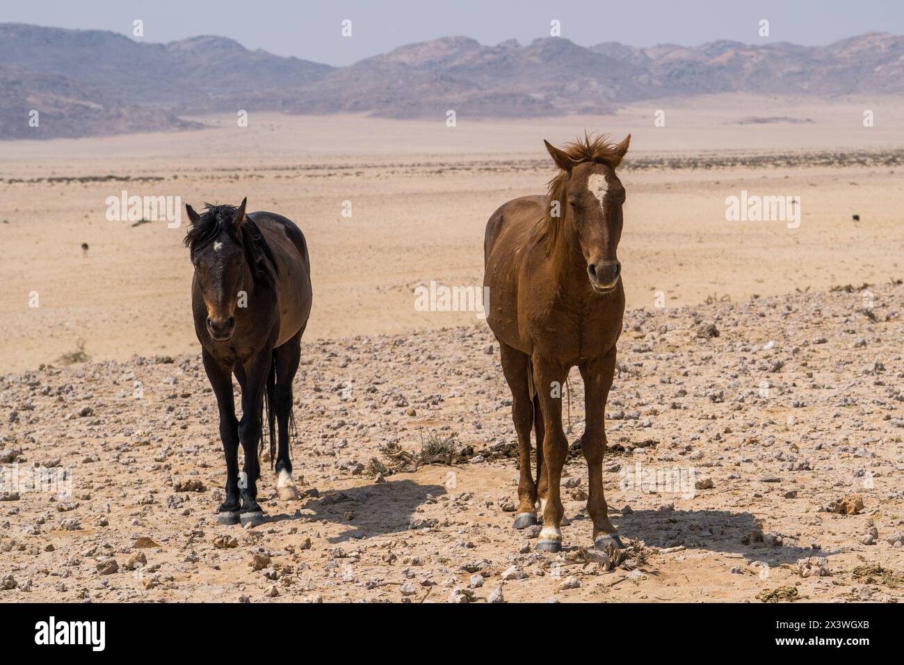 Wild horses of Garub, Namibia Stock Photo - Alamy