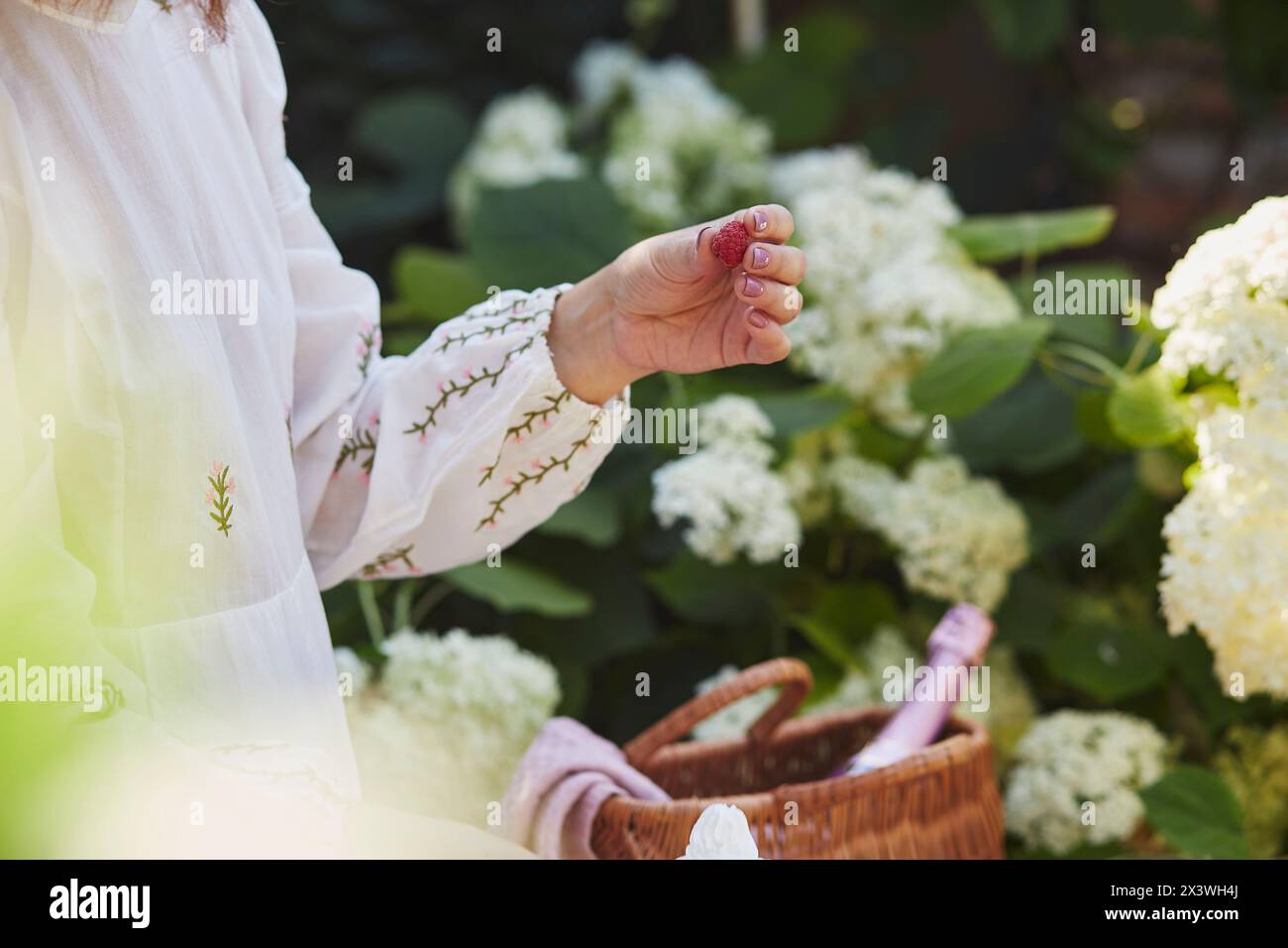 Womans hands selecting ripe raspberry from table set with fresh berries ...