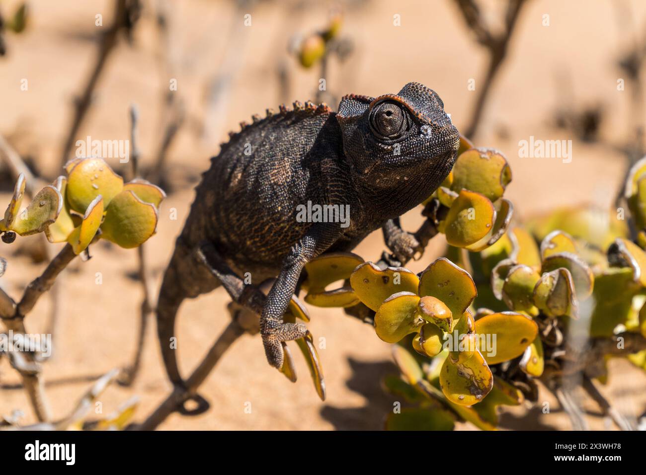 Namaqua Chameleon, Namib desert, Namibia Stock Photo - Alamy
