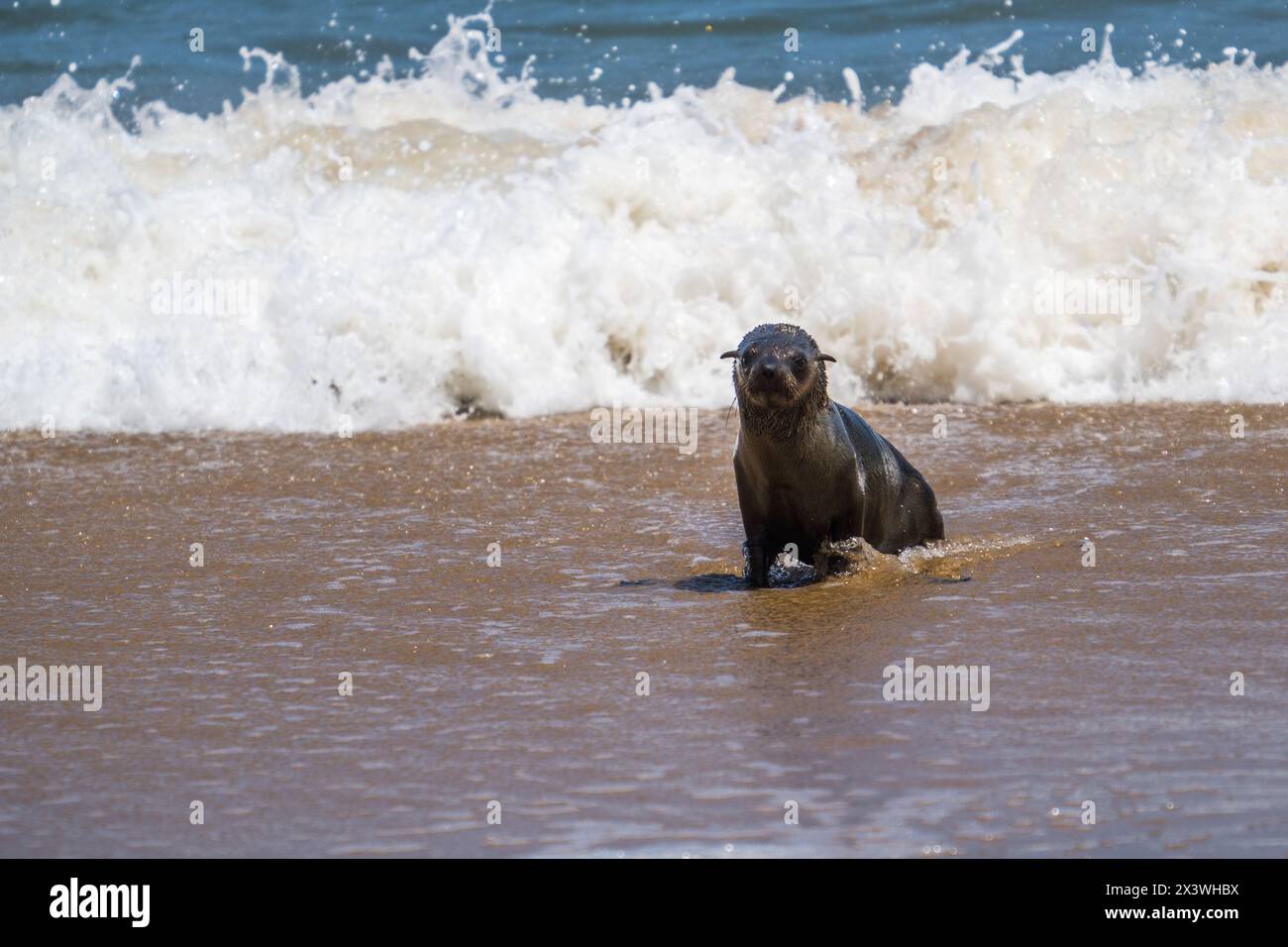 Seal at the beach, Sandwich Harbour, Namibia Stock Photo - Alamy
