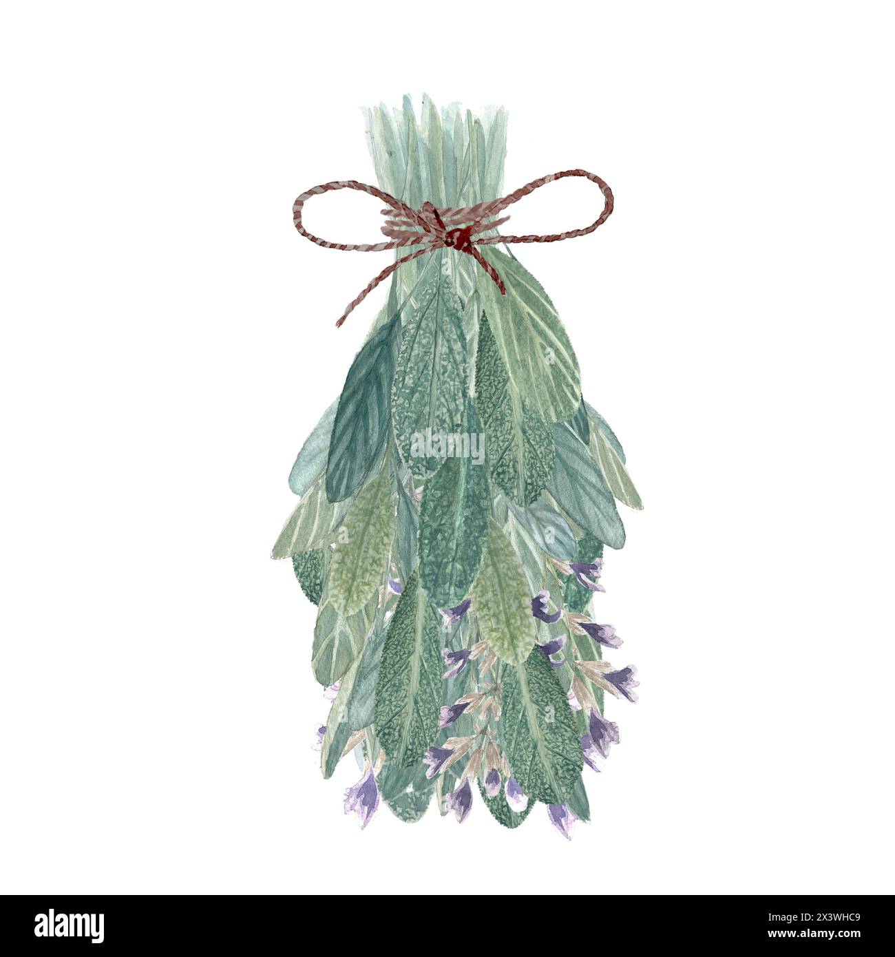 Herb sage clipart hi-res stock photography and images - Alamy