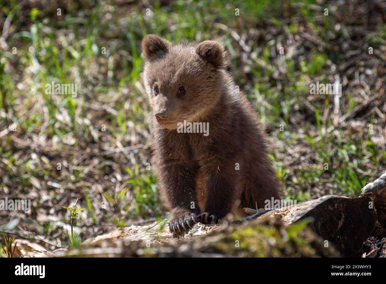 Young brown bear cub in the forest. Animal in the nature habitat ...
