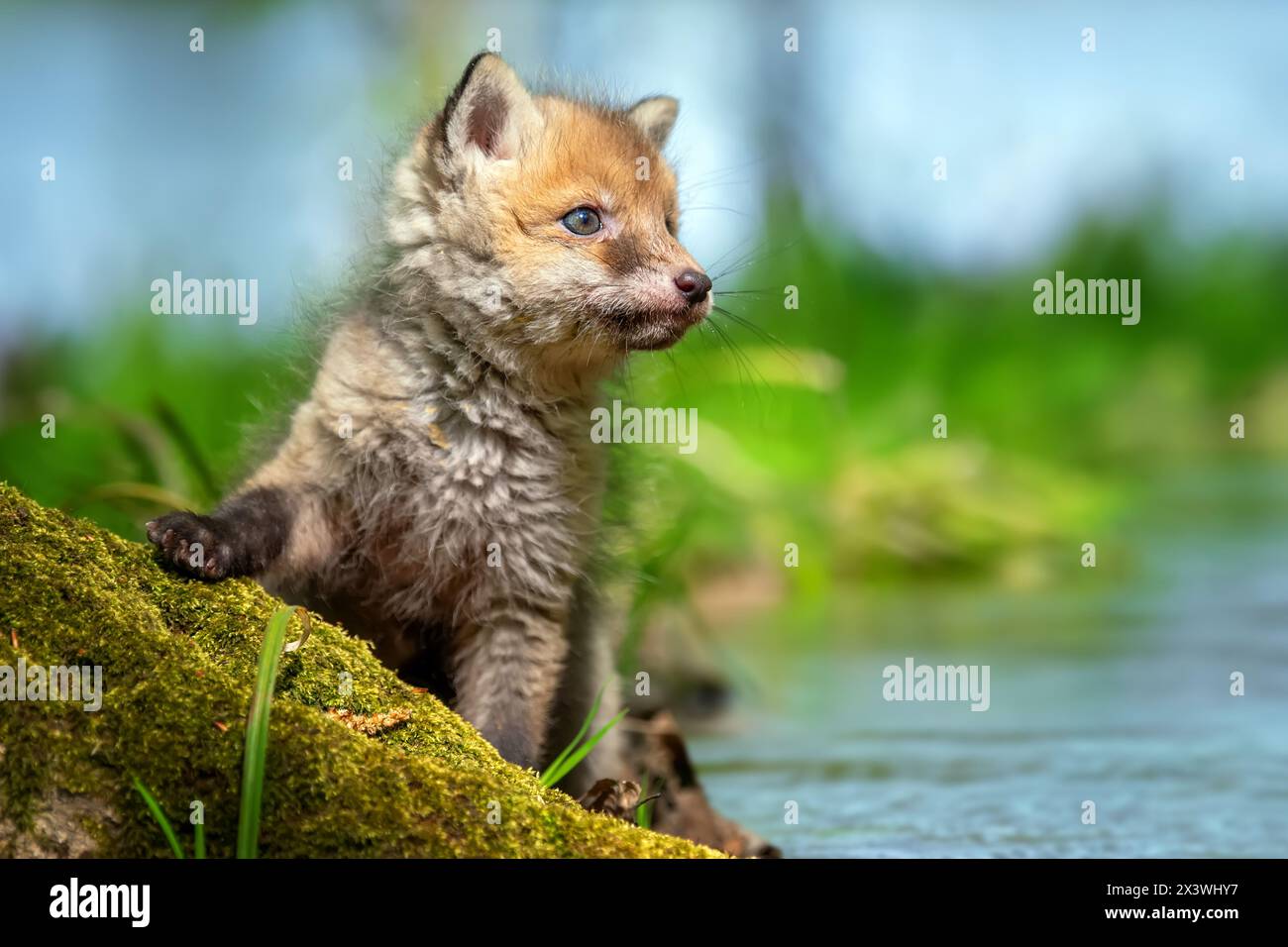 Red fox, vulpes vulpes, small young cub in forest. Cute little wild ...